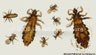 Lousology 101 – Understand louse and nits | HeadLice.Org